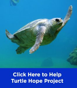 No More Straw Waste with Edible Straw (You can also Make One!)