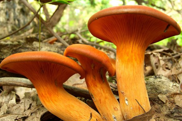 Top 7 Amazing Glow in The Dark Mushroom - With Photo and Video