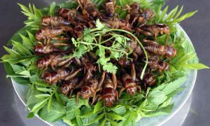 Fried Crickets by Qazwsx96 - Earth Buddies