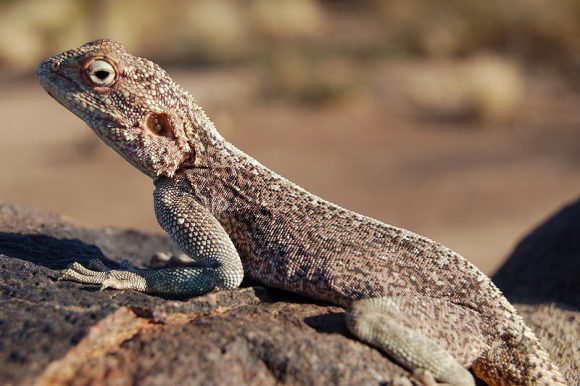 Lizard, Southern Namibia (Sara&Joachim) - Earth Buddies