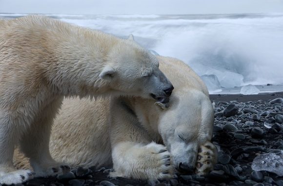 These 5 Animals Suffer The Most Because Of Climate Change