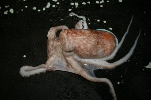 5 Mysterious Animal Phenomena Discovered In 2017