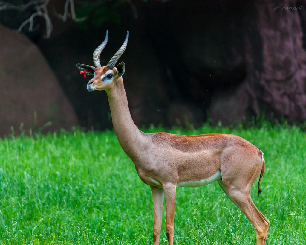 Gerenuks Can Live Its Whole Life Without Water