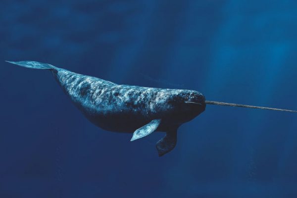Why Narwhals Grow Horn? Researchers Finally Discovered The Reasons