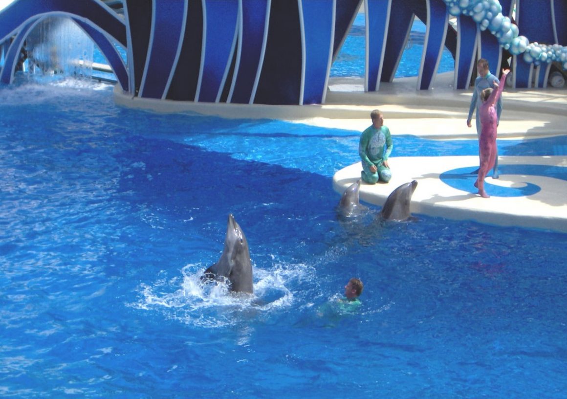 dolphin circus show - Earth Buddies