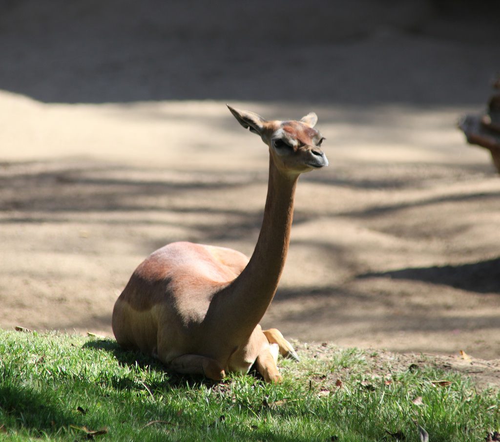 Gerenuks Can Live Its Whole Life Without Water