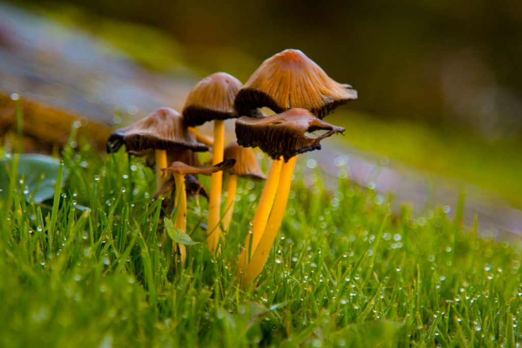 Mushrooms Are Abundant, But Some Are Endangered