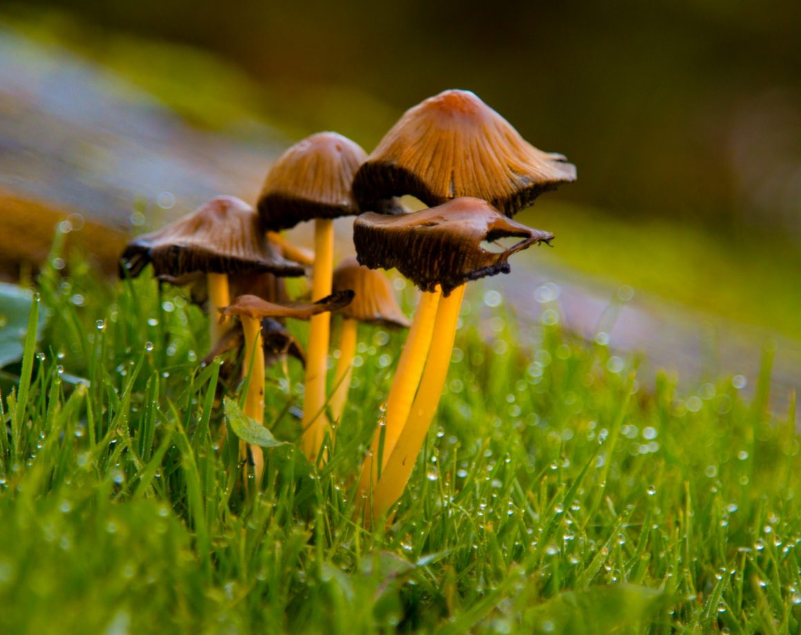 Mushrooms Are Abundant, But Some Are Endangered