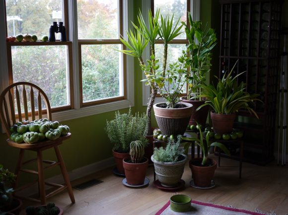 Plants vs Insects (Plants Win This)