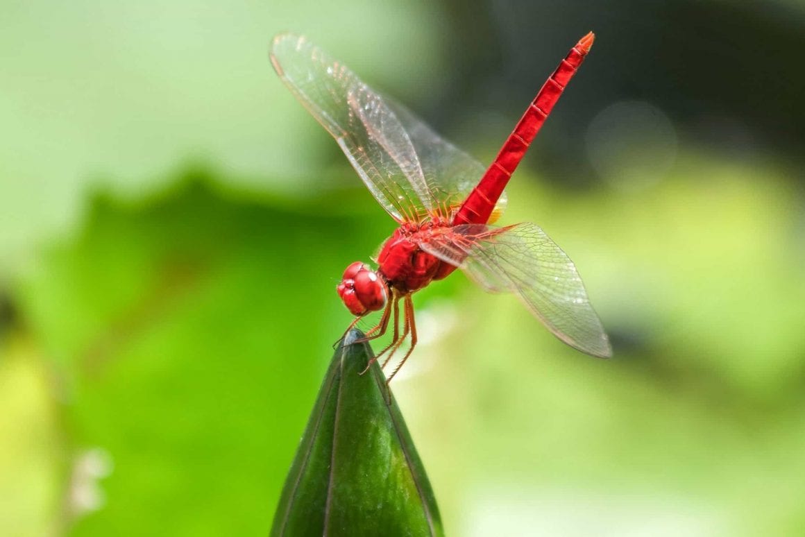red dragonfly - Earth Buddies