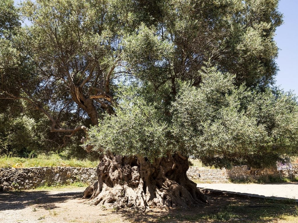Nature is Awesome: Here are 10 Oldest Living Trees in the World