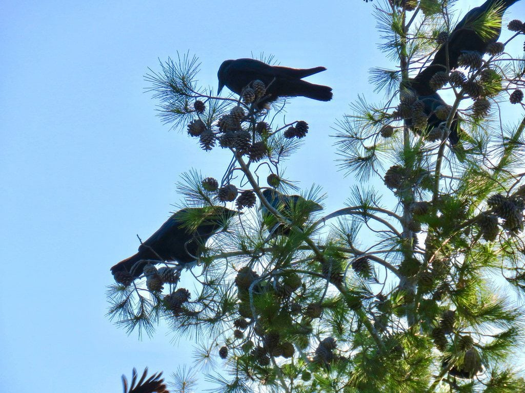 Counting Crows by Bennilover - Earth Buddies