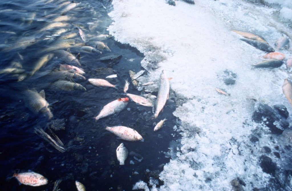 Dead fish (Wikimedia Commons) - Earth Buddies