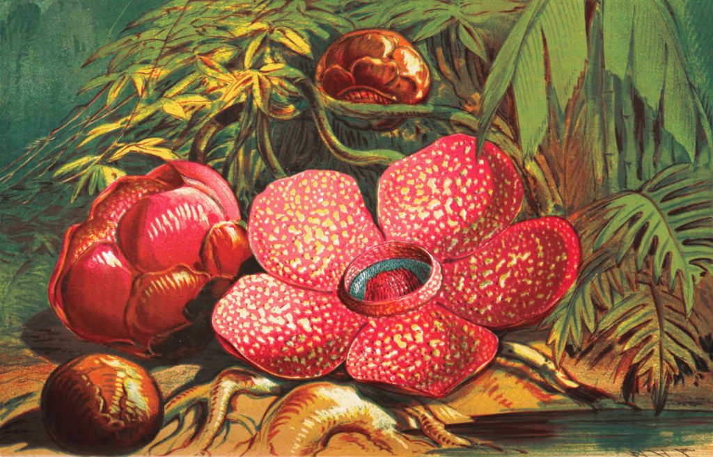 Big And Stinky Rafflesia Arnoldii, The Largest Flower on Earth