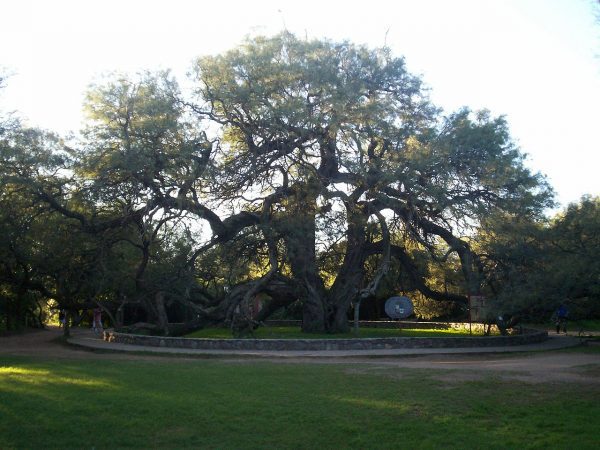 Nature is Awesome: Here are 10 Oldest Living Trees in the World