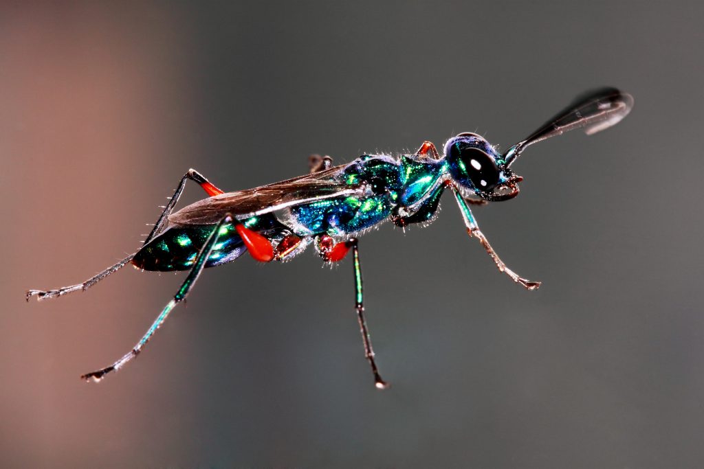 Emerald_Cockroach_Wasp (Wikimedia Commons) - Earth Buddies