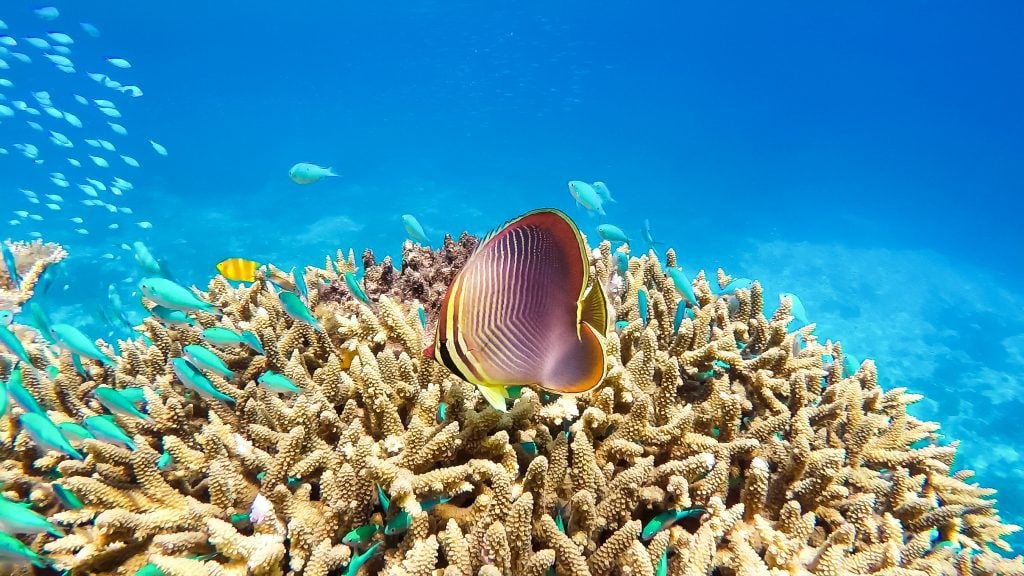 The Great Barrier Reef Versus The Threats From Global Warming