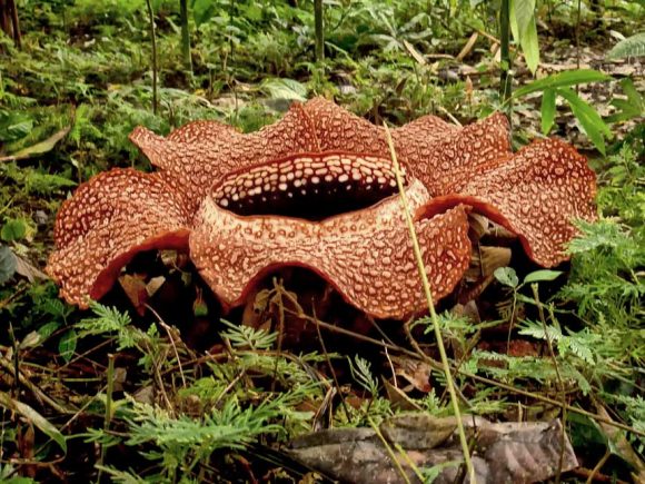 Big And Stinky Rafflesia Arnoldii, The Largest Flower on Earth