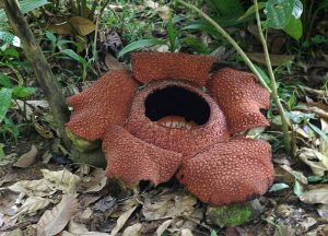 Big And Stinky Rafflesia Arnoldii, The Largest Flower on Earth