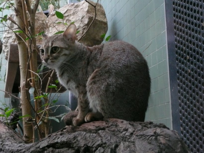 Meet The Smallest Wild Cat On Earth, The Rusty-Spotted Cat