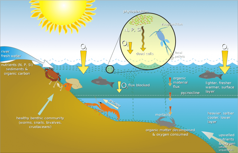Why You Won't Be Able To Catch Fish In Ocean Dead Zones