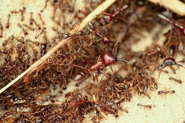 4 Amazing Facts About Ants Empire You Should Know