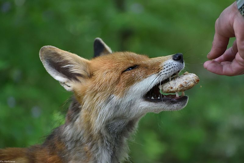 Chernobyl_fox (Wikimedia Commons) - Earth Buddies