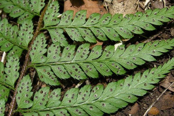 Getting Closer With One Of The Most Ancient Plants: Ferns
