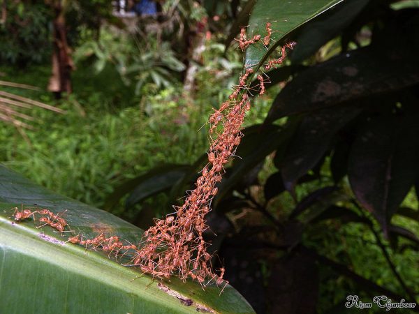Why Do We Need Insects So Much? Here Are 5 Reasons Why