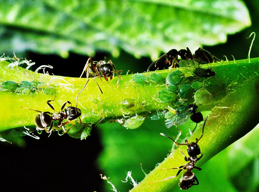 Why Do We Need Insects So Much? Here Are 5 Reasons Why
