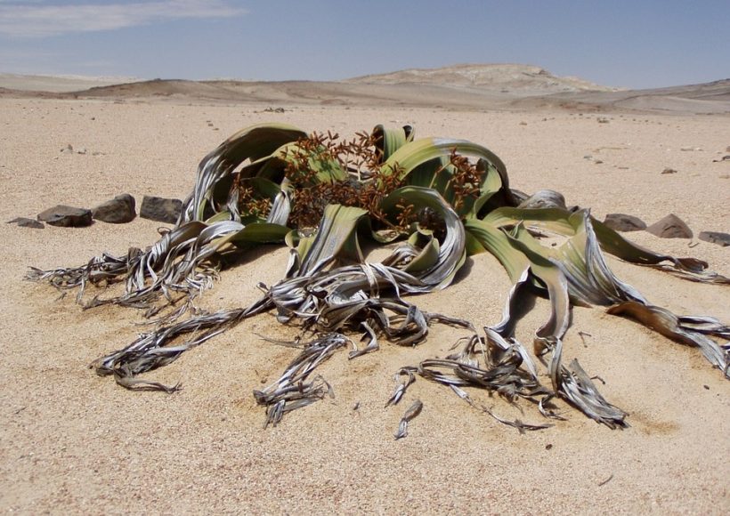 The Toughest Plant On Earth That Grows In The Toughest Area