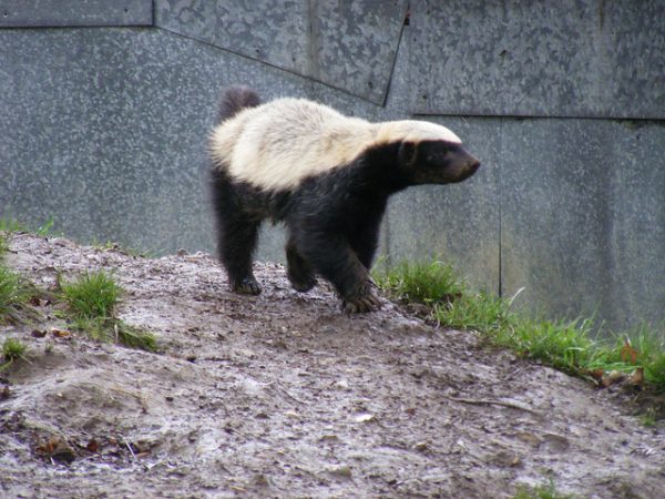 Try To Learn From Honey Badgers, The Most Fearless Creature