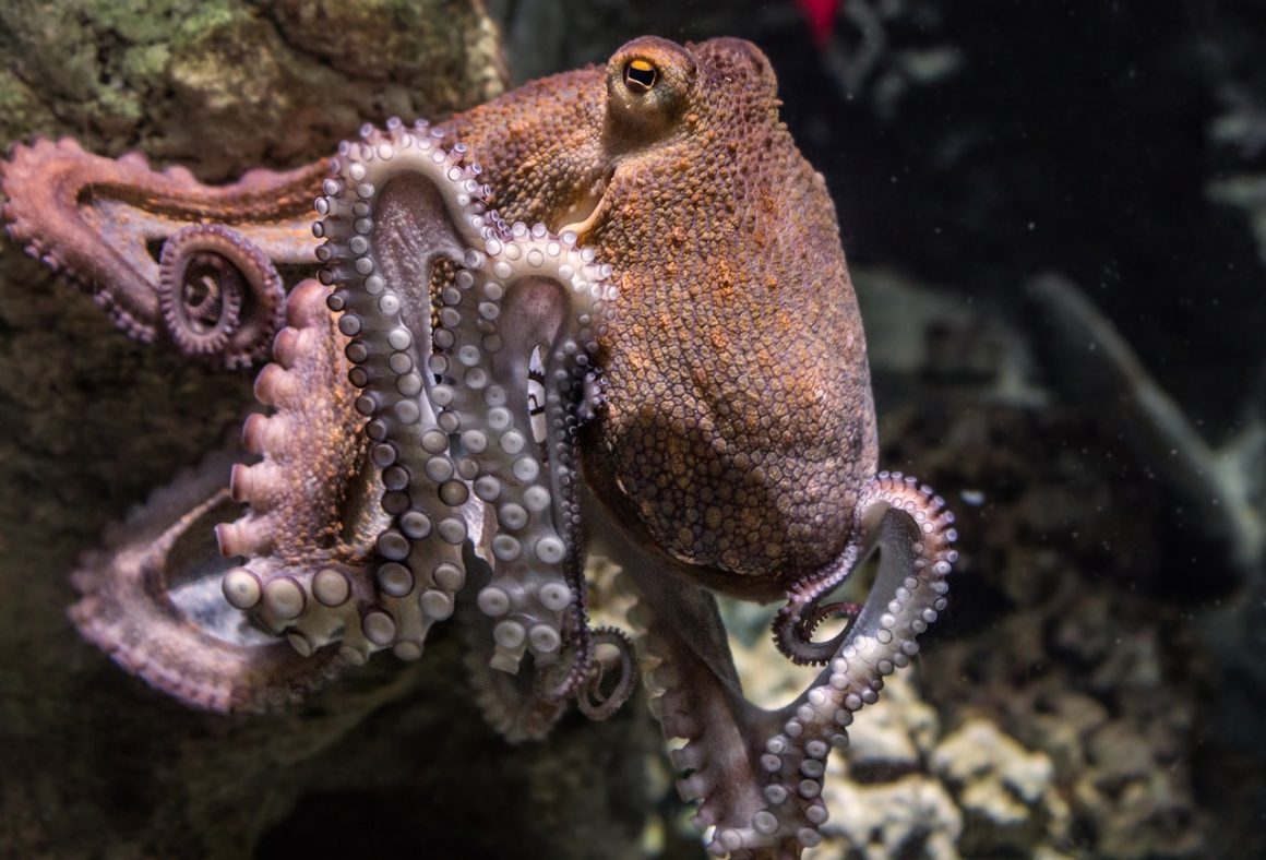 Underrated Animals: 7 Facts About Octopuses You Didn't Know Before
