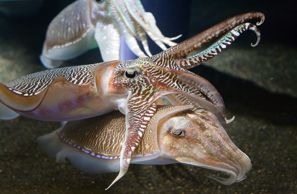 Cuttlefish: The Chameleon Of The Sea And Master Of Camouflage
