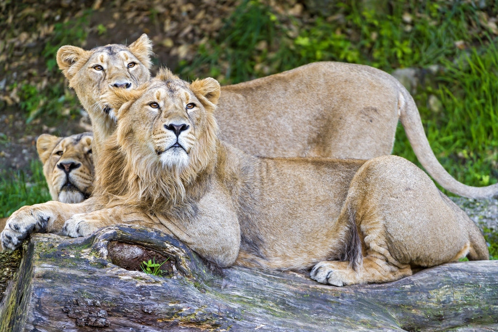 Lions by Tambako the Jaguar - Earth Buddies