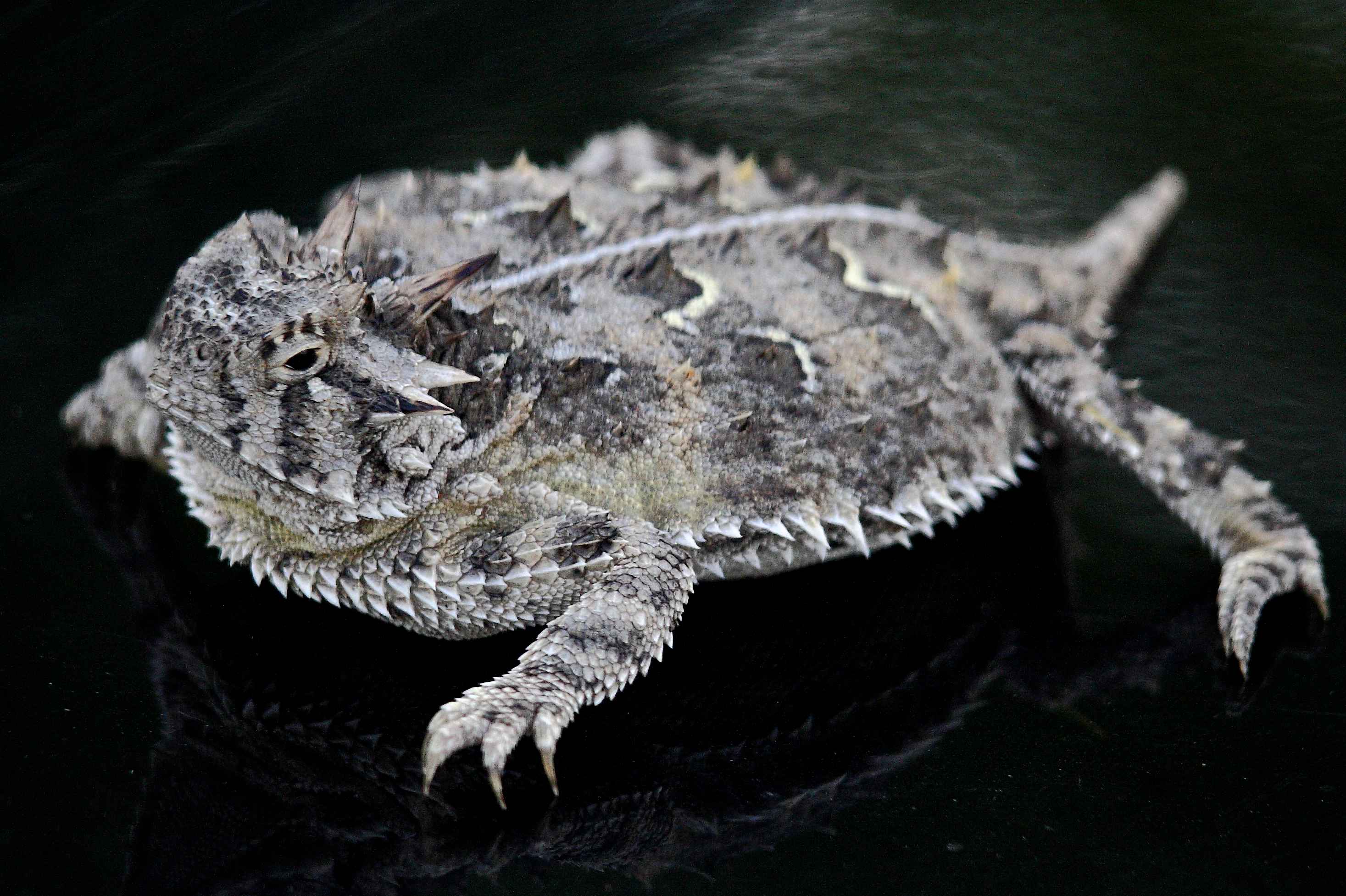 Texas_horned_lizard (Wikimedia Commons) - Earth Buddies