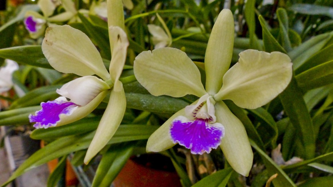 A Few Clues To Show You Why Orchids Are So Special