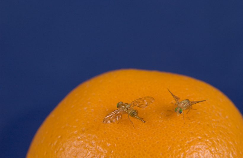 Fruit Flies And Their Relationship With Astronauts In Outer Space