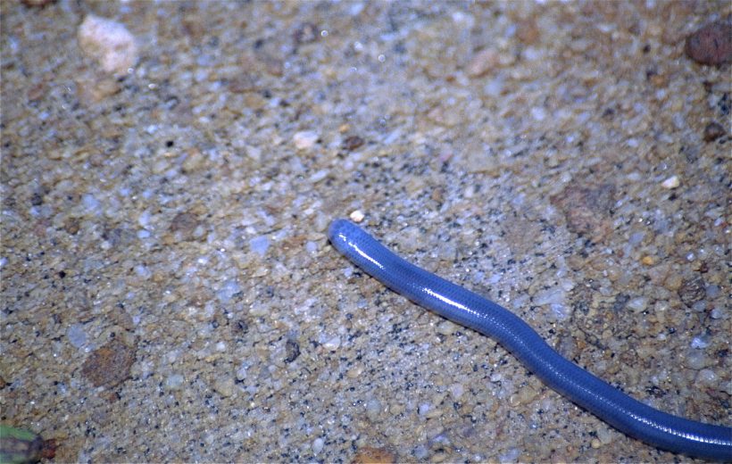 Maadagascar blind snake by Bernard Dupont Wikimedia Commons - Earth Buddies