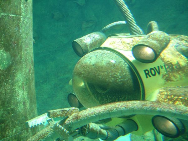 Meet SoFi The Fish Robot That Love To Get Close To Real Fish