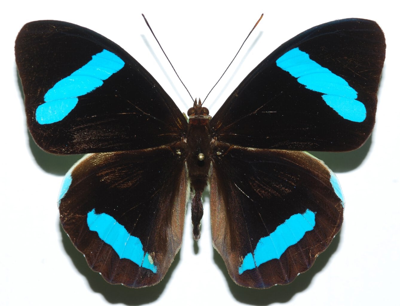 Hewitson's Olivewing Nessaea hewitsoni Puyo, Equateur - Earth Buddies