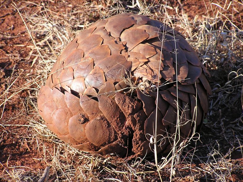 Pangolins: Even Their Armor Cannot Protect Them From Extinction Threat