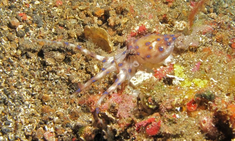 Blue-Ringed Octopus, The Beautiful Angel Of Death From The Ocean