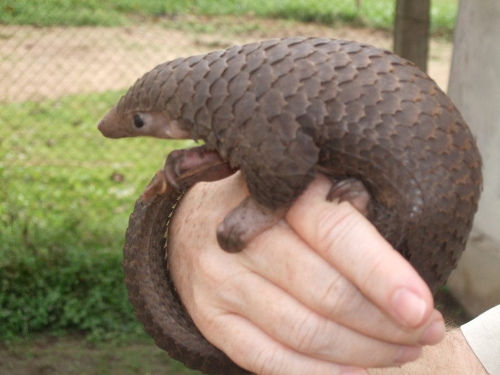 Pangolins: Even Their Armor Cannot Protect Them From Extinction Threat