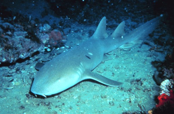 These Sharks Might Have Eaten More Vegetables Than You