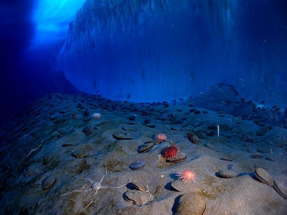 Amazing Creatures Living Beneath The Frozen Arctic Ice