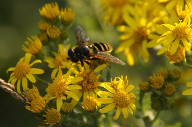 bee on ragwort - Earth Buddies