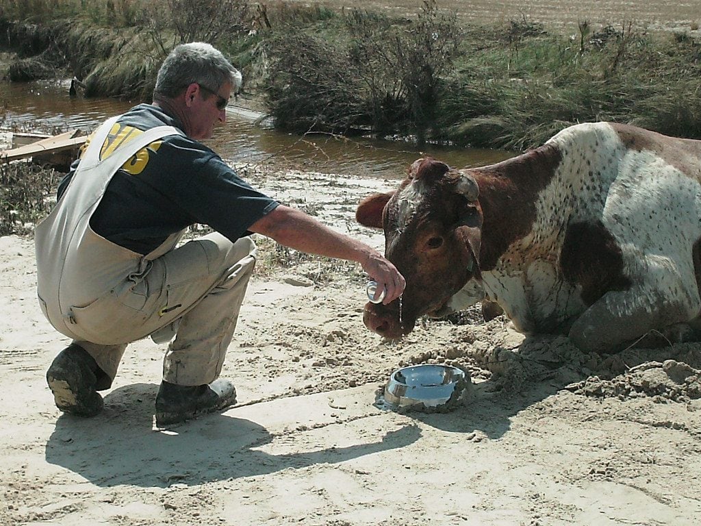 Cow after hurricane by Life Lenses - Earth Buddies