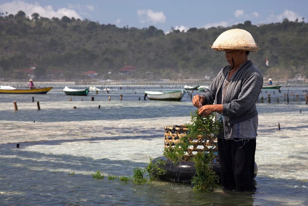 seaweed farming (WIkimedia Commons) - Earth Buddies