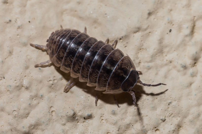 12 Creepy Crawlies that are Actually Harmless or Beneficial